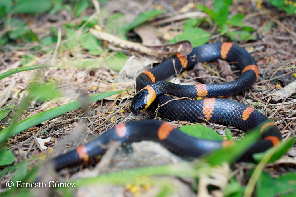 Terrestrial Snail Sucker from Tizimín, Yuc., México on May 16, 2015 at ...