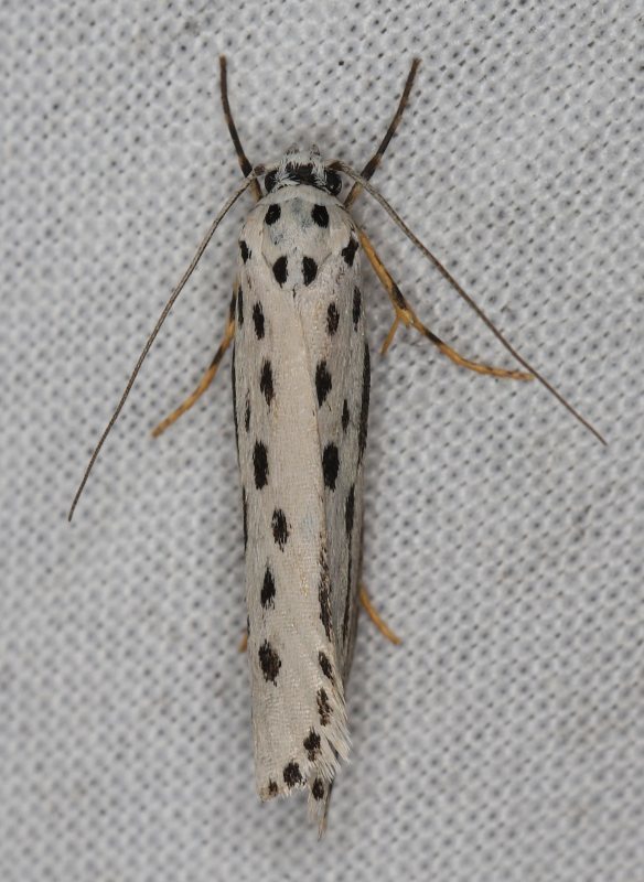 Zeller's Ethmia Moth from Dickson County, TN, USA on April 20, 2020 by ...