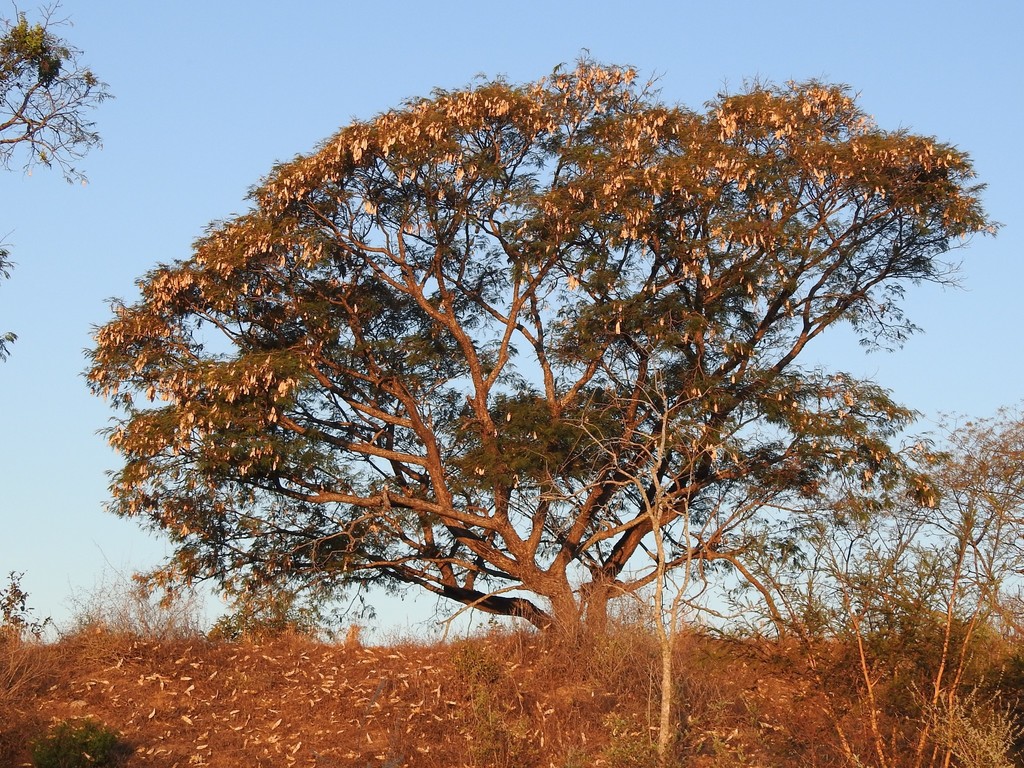 Tepehuaje desde San Juan, Sin., México el 18 de abril de 2020 a las 06: ...
