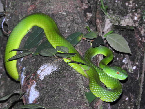 Toba Pitviper (Subspecies Trimeresurus sabahi toba) · iNaturalist