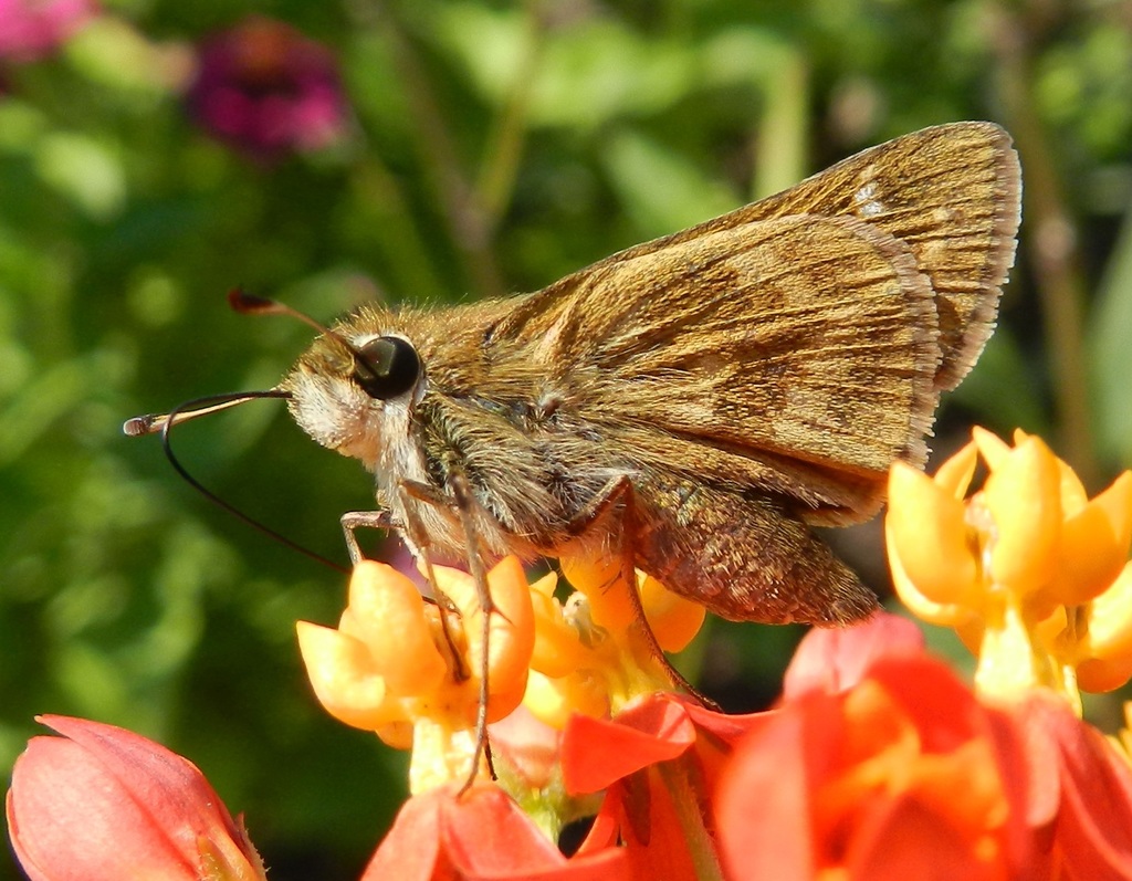 Huron Sachem from Meadowood Special Recreation Area, Fairfax County on ...
