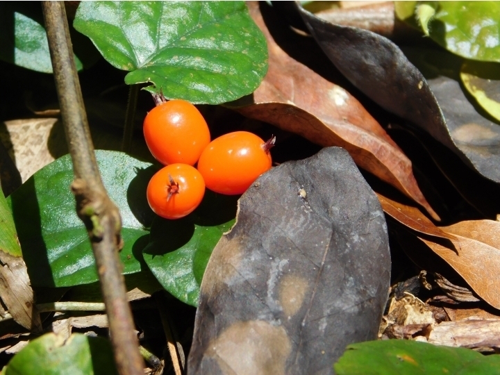 Geophila repens from Bosque Estatal De Guajataca on April 21, 2020 at ...