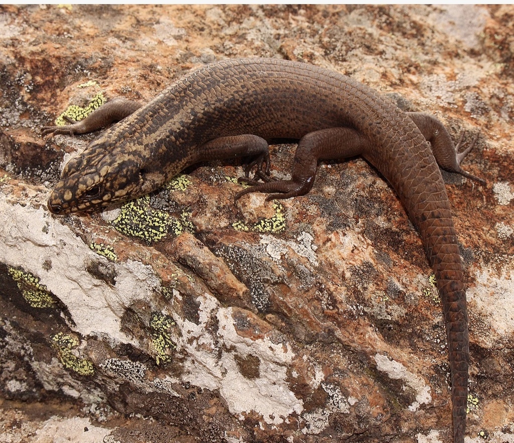 Kaputar Rock Skink from Mount Kaputar National Park, Kaputar, NSW, AU ...