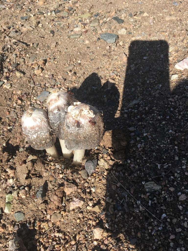 inky caps from Northside Dr, Prescott, AZ, US on April 21, 2020 at 08: ...