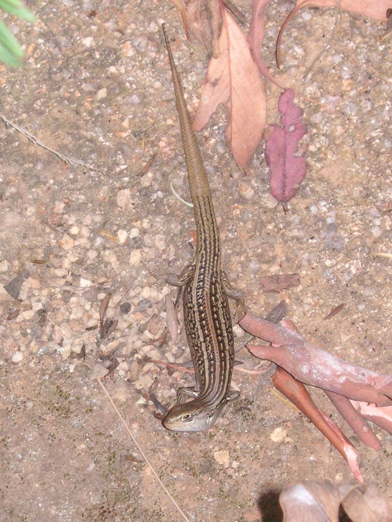 White's Skink from Mount Buffalo VIC 3740, Australia on 09 January ...