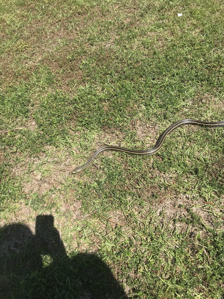 Colubrid Snakes from Marshwood Dr, Myrtle Beach, SC, US on April 21 ...