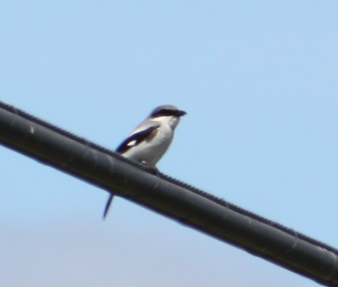 Loggerhead Shrike from Livermore, California on April 19, 2020 by Emily ...