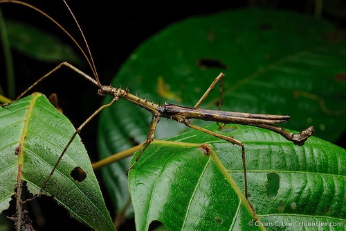Centrophasma longipennis · iNaturalist