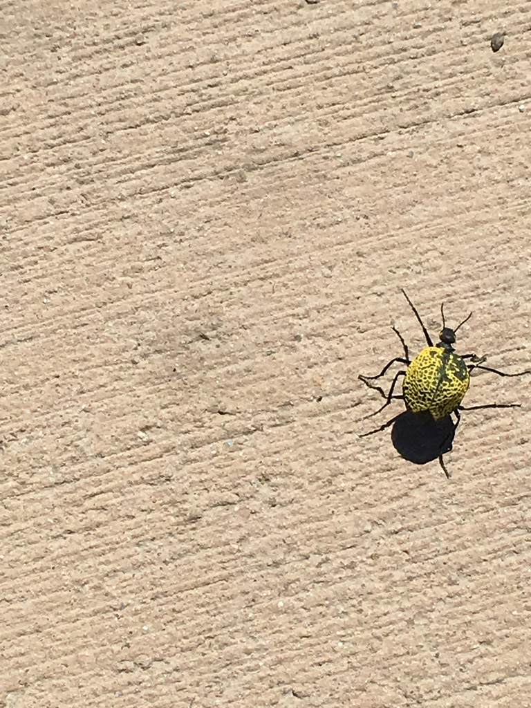 Inflated Beetle from Joshua Tree National Park, Desert Center, CA, US ...
