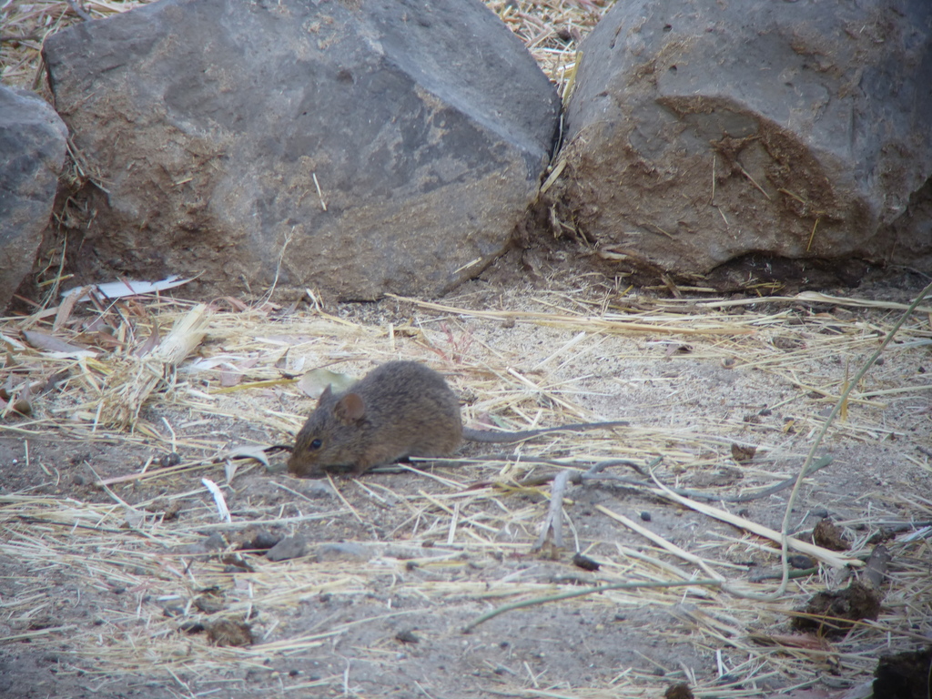 Harrington's Scrub Rat from North Shewa, Ethiopië on January 4, 2015 at ...