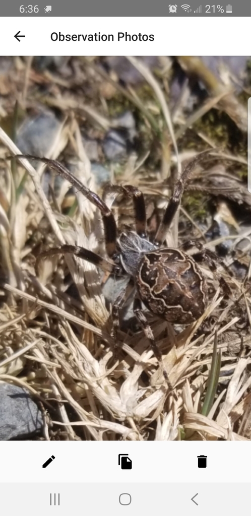 Grey Cross Spider from Murray Harbour, PE, Canada on April 21, 2020 at ...
