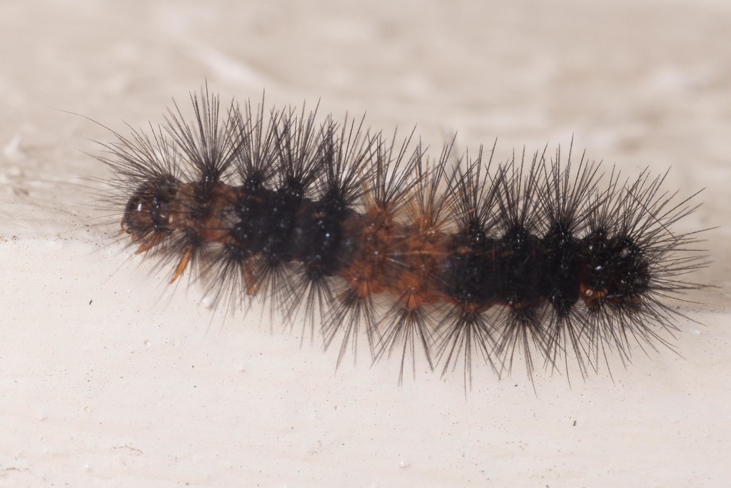 Hypercompe caudata from Alamo, TX, USA on April 19, 2020 at 05:29 PM by ...