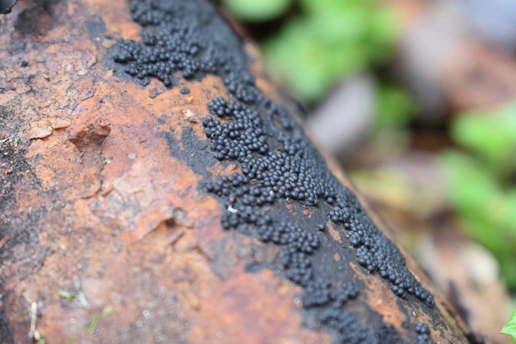 Annulohypoxylon nitens from Llanquihue, Los Lagos, Chile on December 12 ...