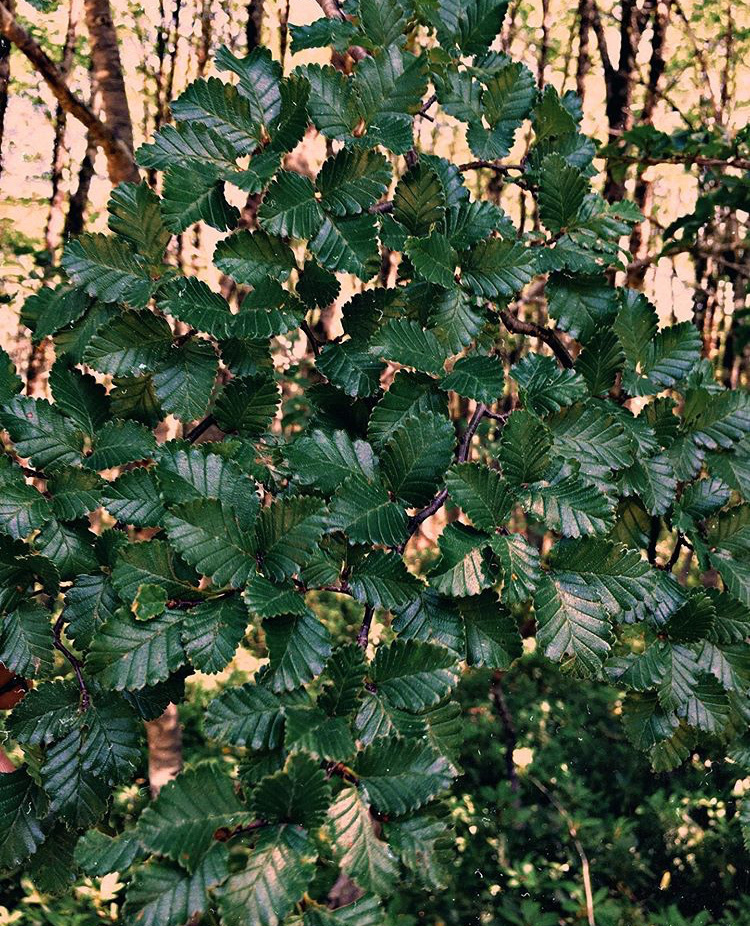Lenga Beech from Puerto Varas, Puerto Varas, Los Lagos, CL on April 21 ...