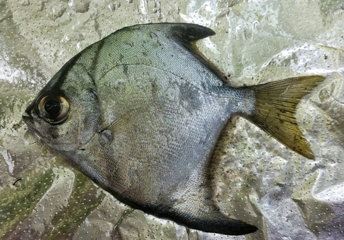 Kottelat's moony (Monodactylus kottelati) · iNaturalist