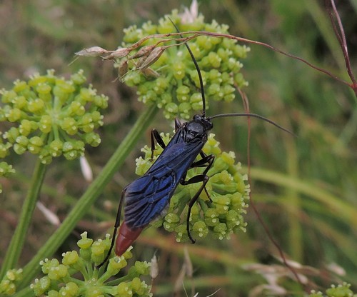 Thyrateles lugubrator · iNaturalist