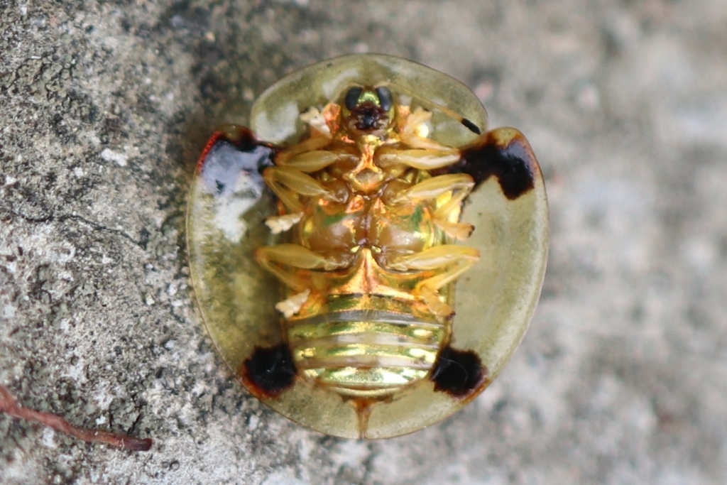 Golden Tortoise Beetle from Ma On Shan, Hong Kong on April 20, 2020 at ...