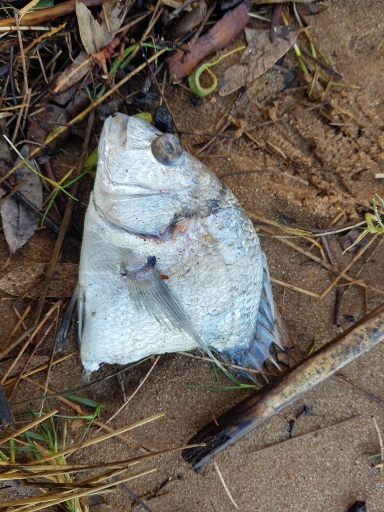 Black Bream from Bayswater WA 6053, Australia on April 13, 2020 at 04: ...