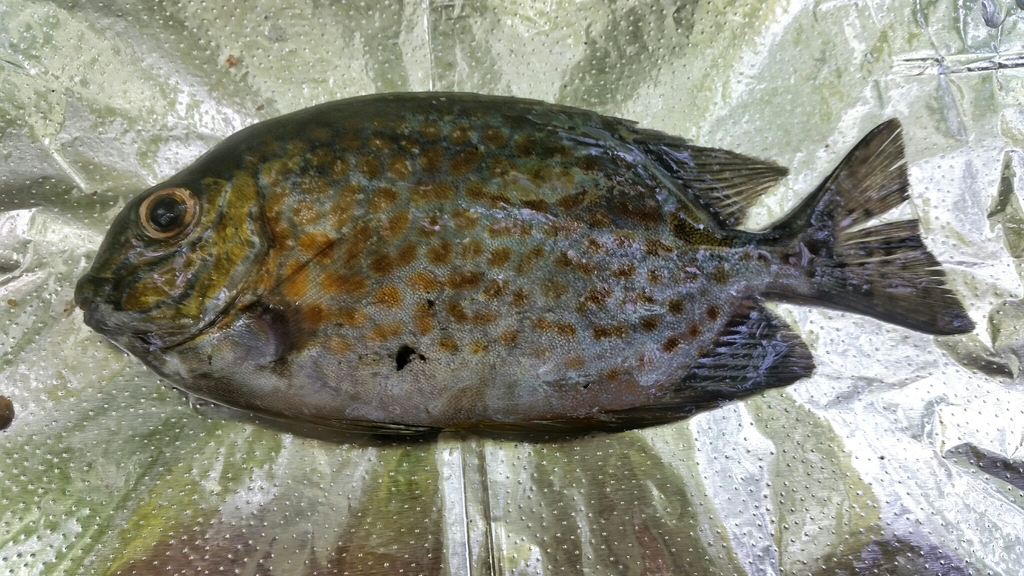 Golden Rabbitfish from Paraoir, Balaoan, La Union, Philippines on 22 ...