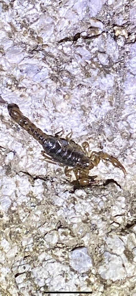 Superstition Mountains Scorpion from Angeles National Forest, Palmdale ...