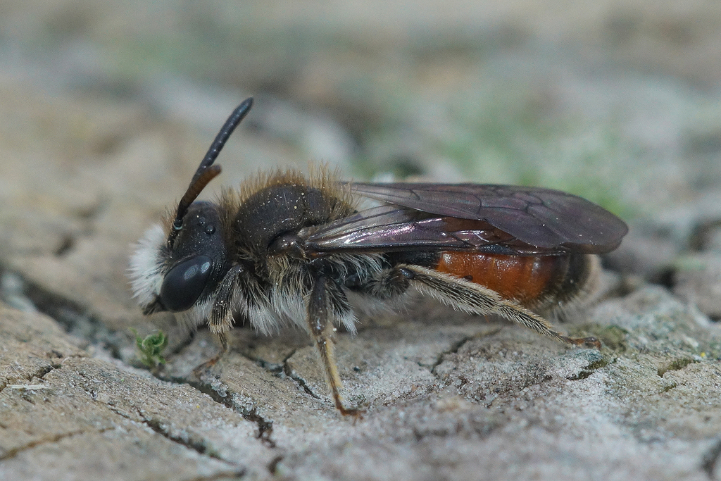 Red-girdled Mining Bee from Aalter, België on April 21, 2020 at 04:39 ...
