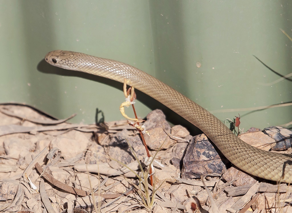 Speckled Brown Snake (Pseudonaja guttata) - Snakes and Lizards