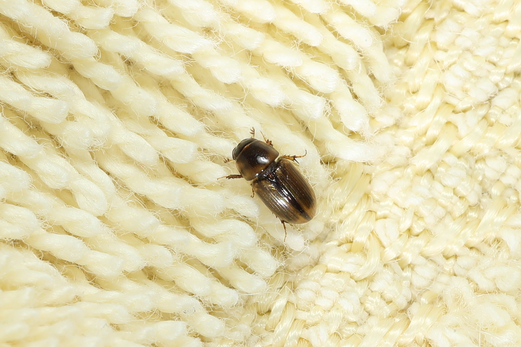 Labarrus cincticulus in April 2020 by Todd Burrows. Tiny, about 2mm ...
