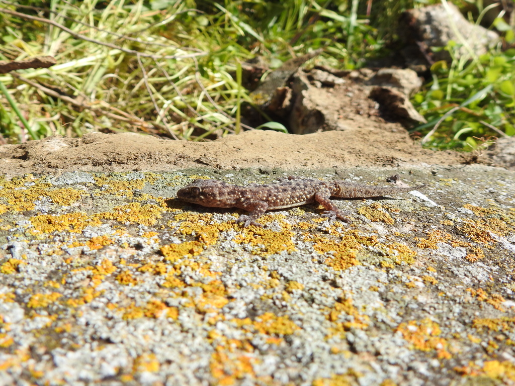 Mediterranean House Gecko from Provincia di Caltanissetta, Italia on ...