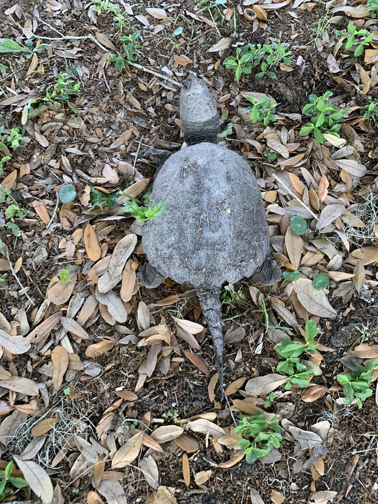 Common Snapping Turtle from Saint Simons Island, Saint Simons Island ...