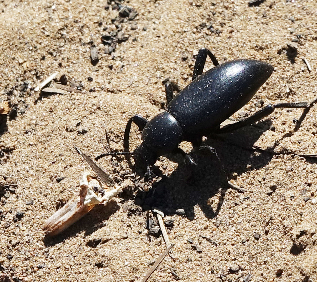 Dentate Stink Beetle from Walnut Creek, CA, USA on April 21, 2020 at 11 ...