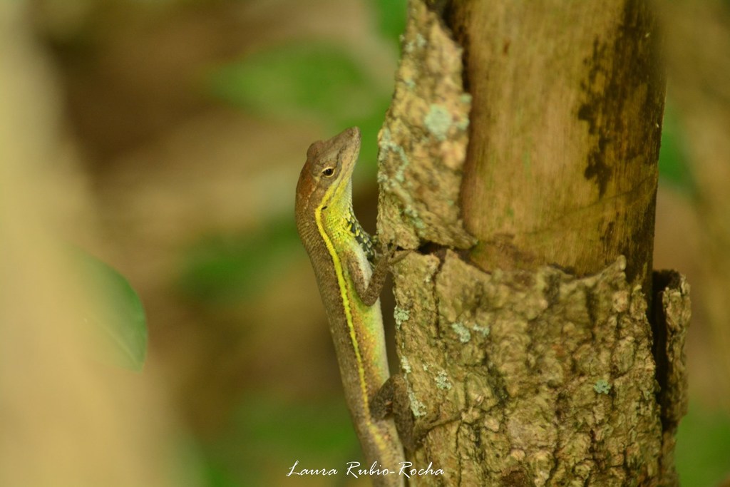 Grass Anole from El Paso, Cesar, Colombia on May 30, 2018 at 08:59 AM ...