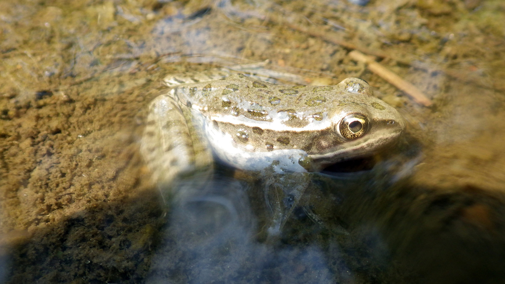 Plains Leopard Frog from Republican River at St. Francis River Walk ...
