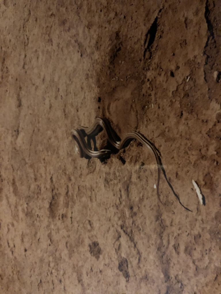 Road Guarder in January 2014 by avnoss · iNaturalist