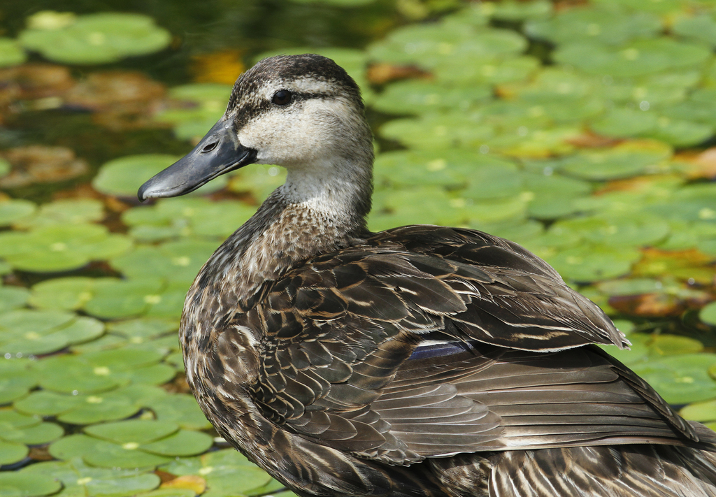 Mexican Duck from South Padre Is.--Birding and Nature Center on May 30 ...