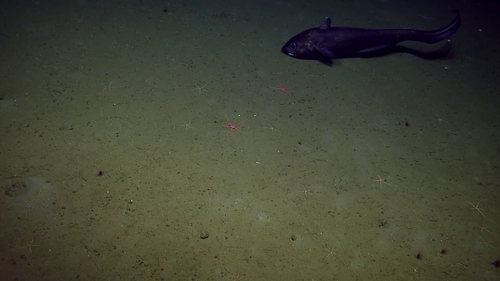 Giant grenadier (NorthEast Pacific Deep Exploration Project (a MLNEP ...