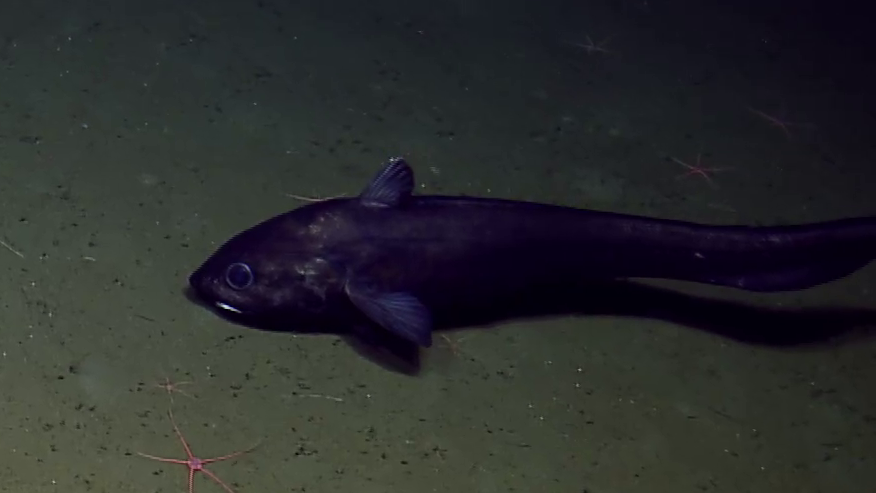 Giant grenadier (NorthEast Pacific Deep Exploration Project (a MLNEP ...