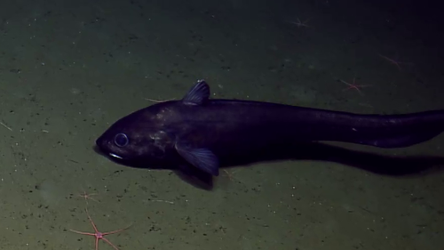 Giant grenadier (NorthEast Pacific Deep Exploration Project (a MLNEP ...