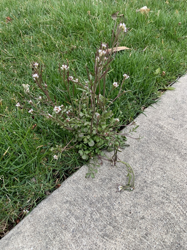 hairy bittercress from Audette St, Dearborn, MI, US on April 22, 2020 ...