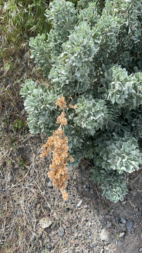 common sagebrush from Reno on April 22, 2020 at 11:45 PM by tigerdillon ...