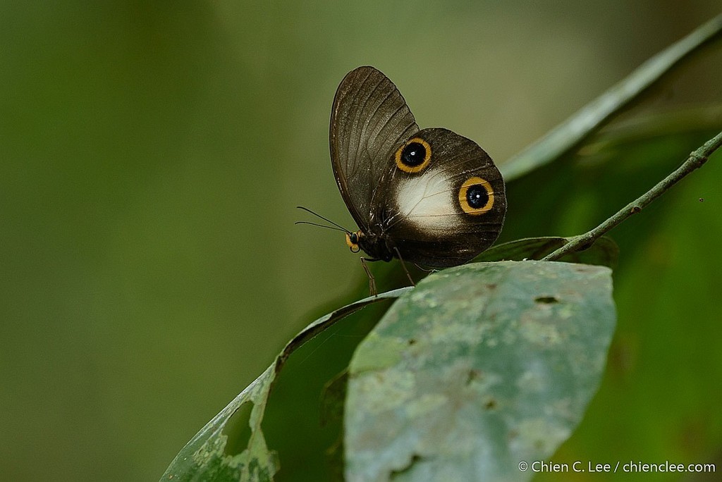 Taenaris dioptrica from Raja Ampat Regency, West Papua, Indonesia on ...
