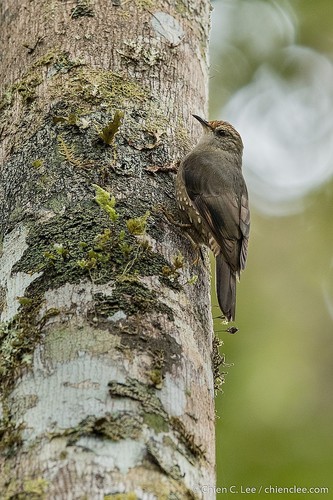 Papuan Treecreeper (Cormobates placens) · iNaturalist