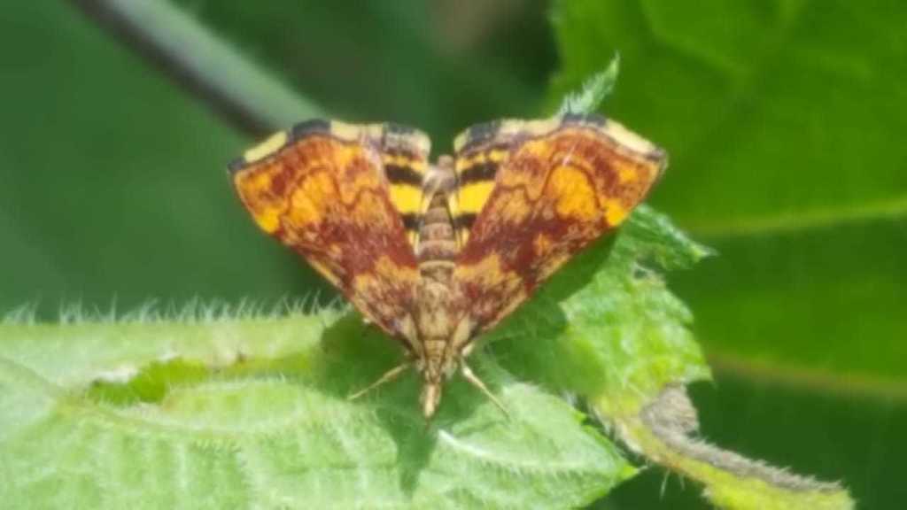 Pyrausta trizonalis from Rancho El sinaí- Jilotepec, Ver., México on ...