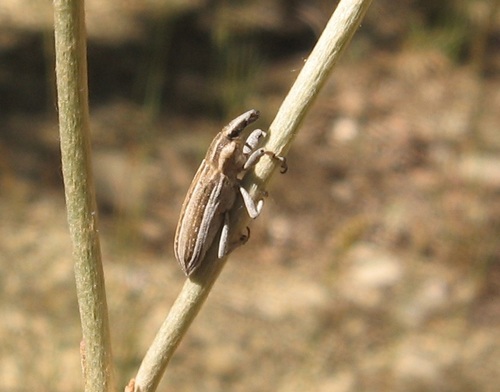 (Scaphomorphus)