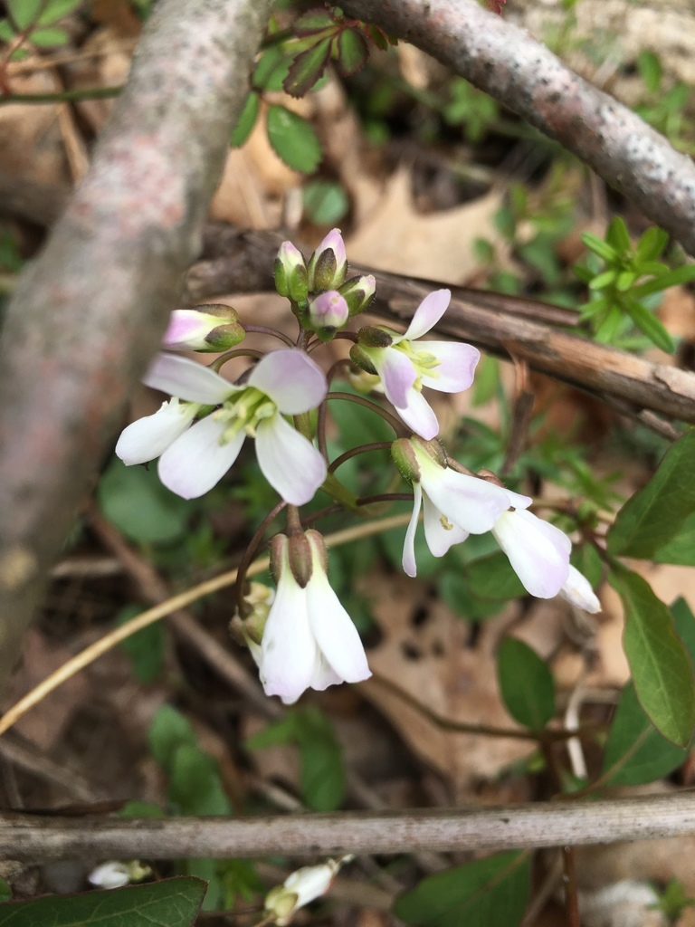 Purple Cress from Cuyahoga Valley National Park, Cuyahoga Falls, OH, US ...
