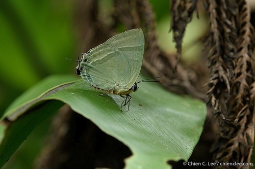 Artipe dohertyi · iNaturalist