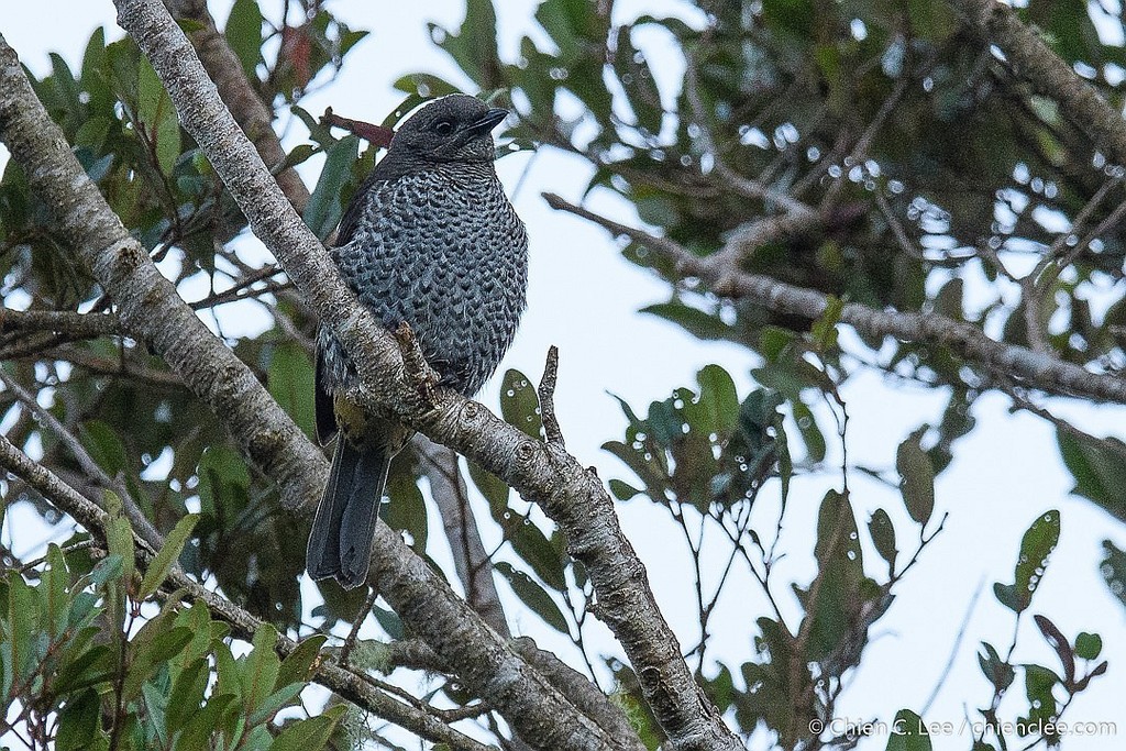 King-of-Saxony Bird-of-Paradise (Pteridophora alberti) - Avian Discovery