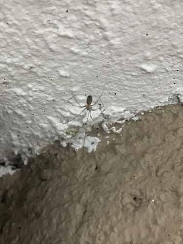 Observações de anflieder · BioDiversity4All