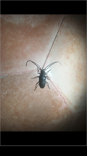 Neoplocaederus caroli · iNaturalist