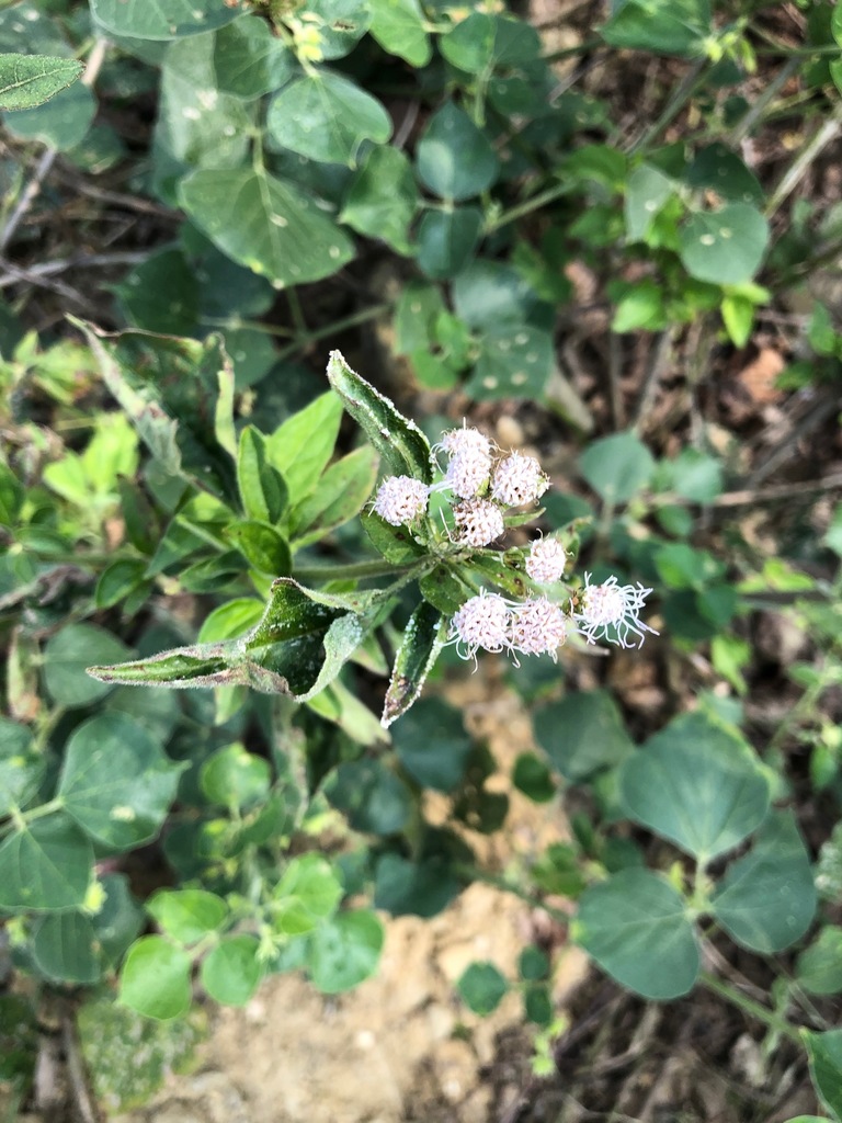 bonesets, blazingstars, and allies from Yamethin, Myanmar (Burma) on ...