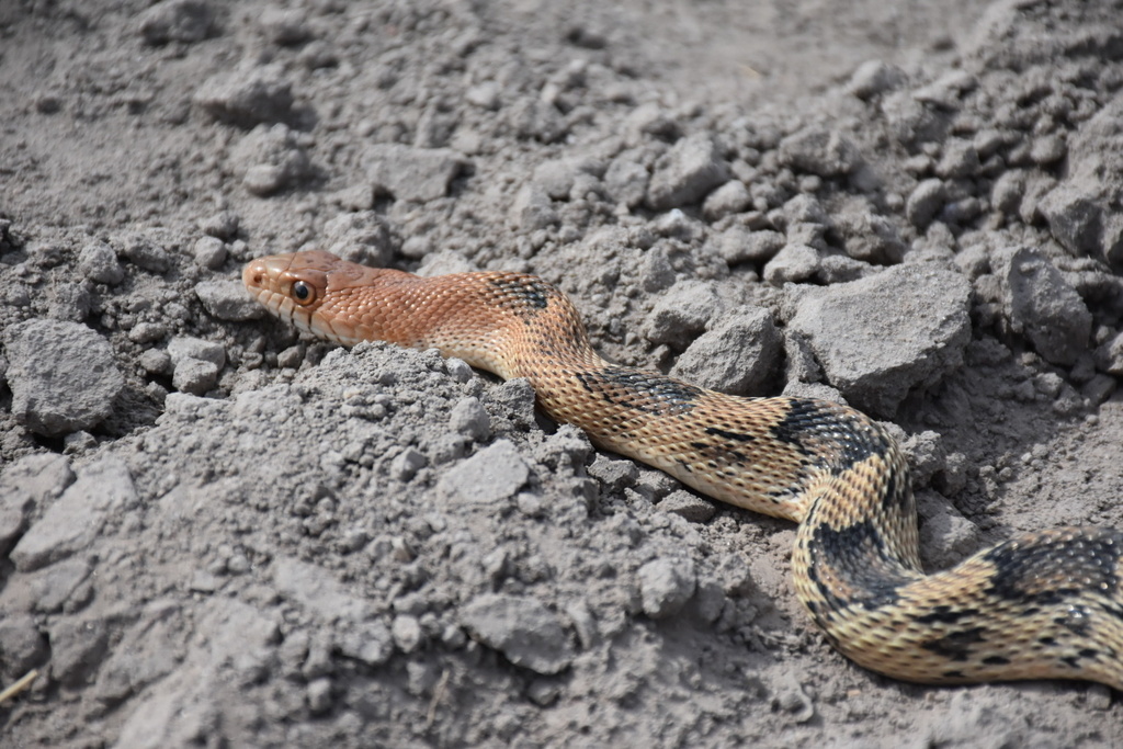 Mexican Bull Snake from Villa de Reyes, S.L.P., MX on April 22, 2020 at ...